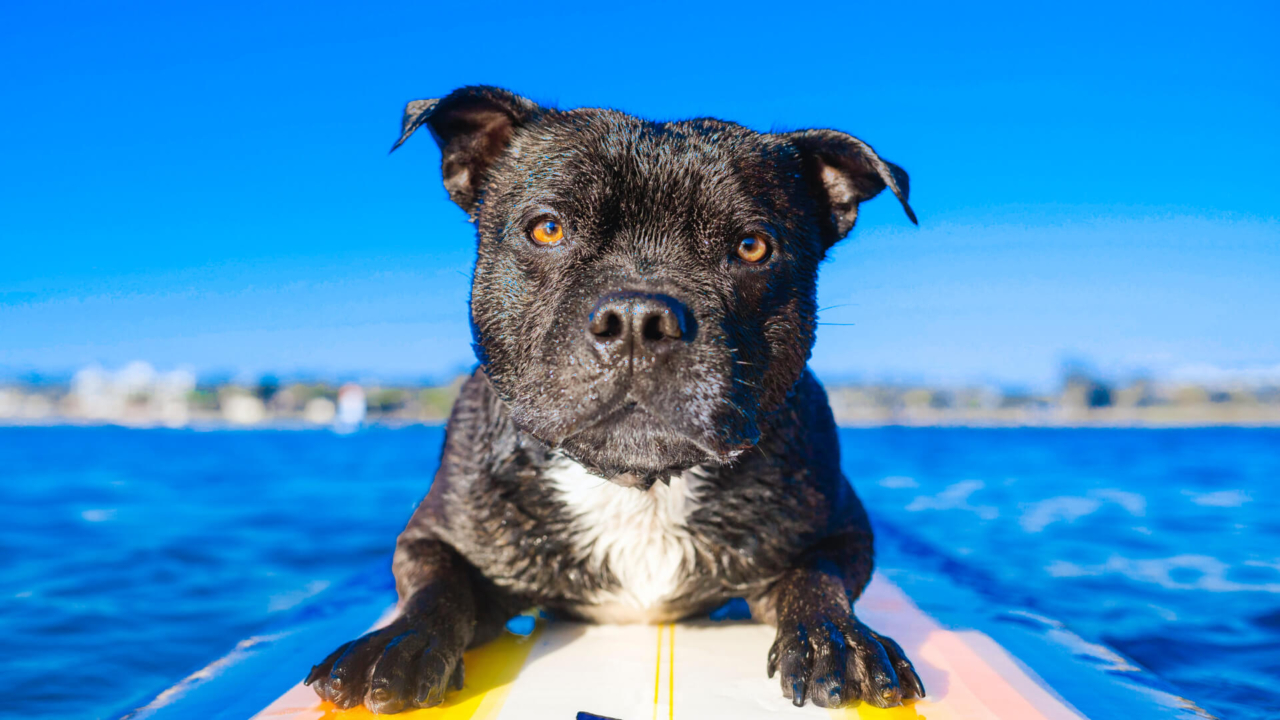 Surfing – You Couldn't Keep Paddling? | Surf Strength Coach