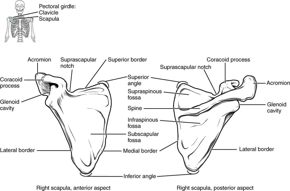 Surf Shoulders - Rotator Cuff Training